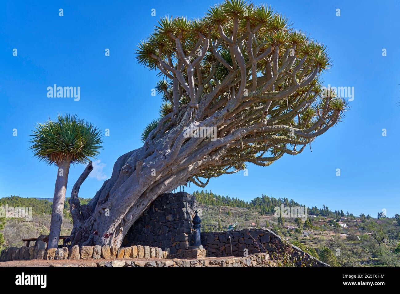 Tear Dragon's blood, Draegon Tree, Canary Islands Dragon Tree, Drago ...