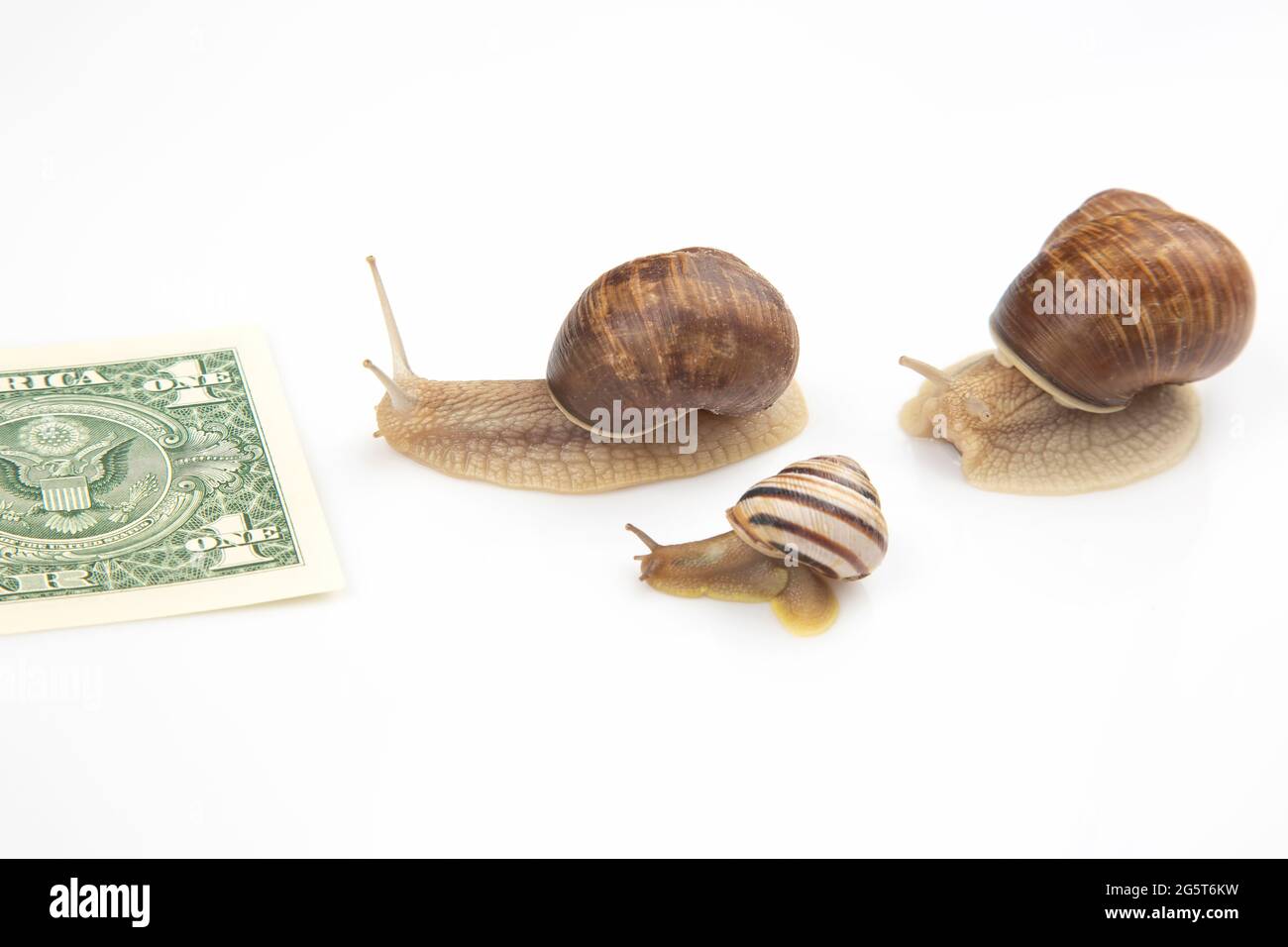 Fast moving snail hi-res stock photography and images - Alamy