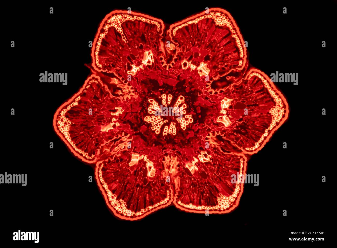 she-oak (Casuarina spec.), cross section of a Casuarina needle, light ...
