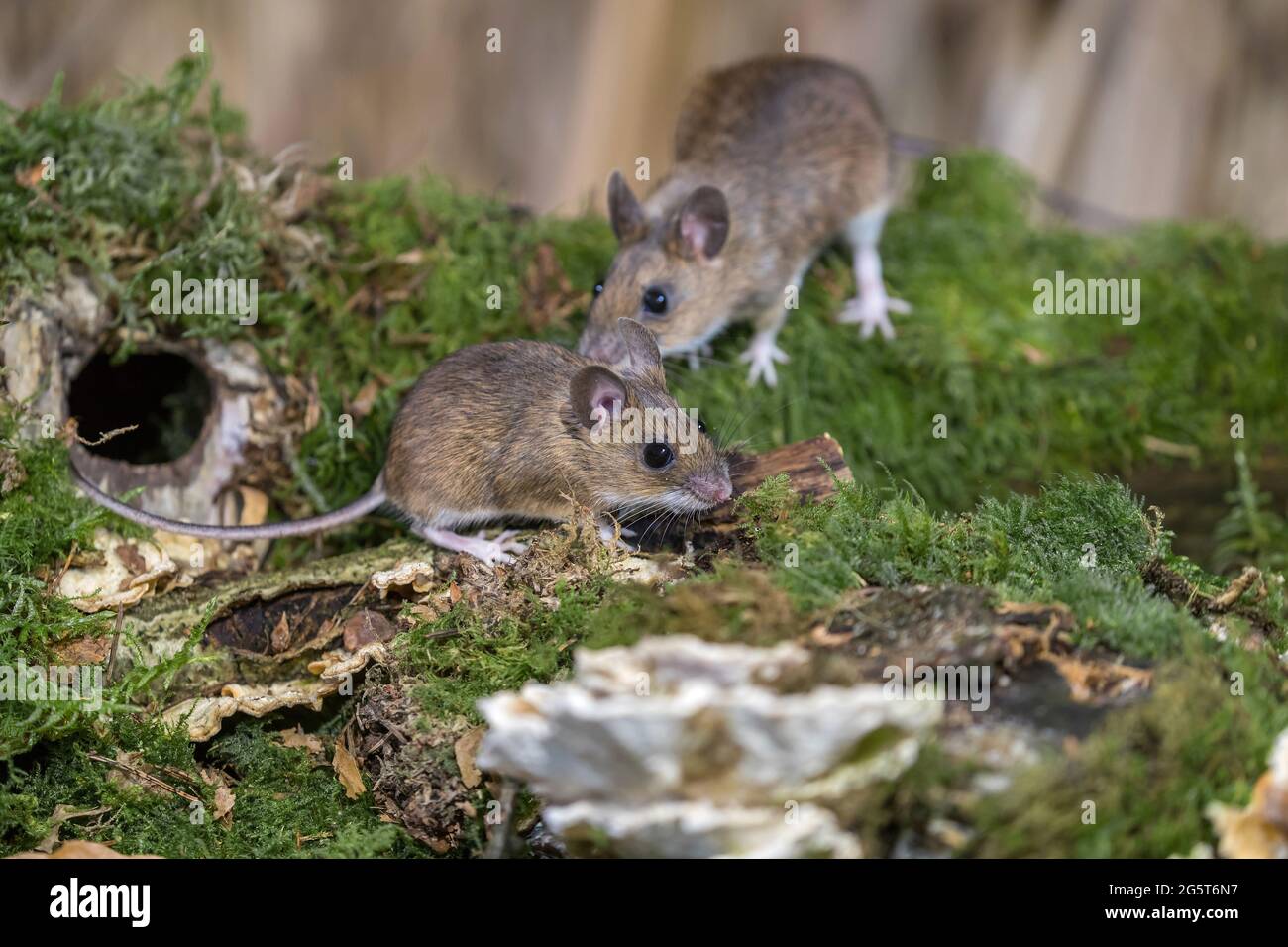 Den floor hi-res stock photography and images - Alamy