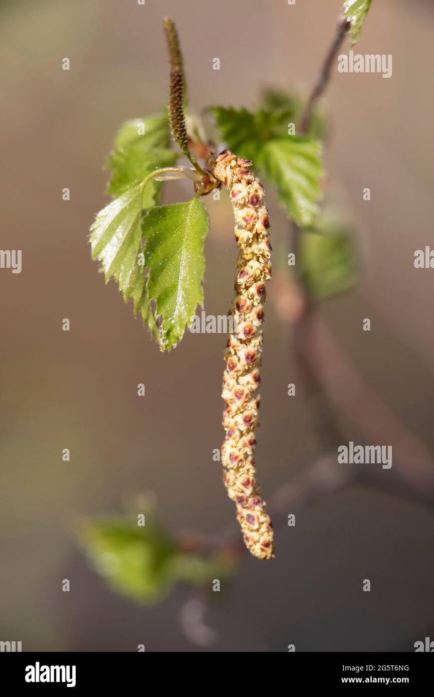 common birch, silver birch, European white birch, white birch (Betula ...