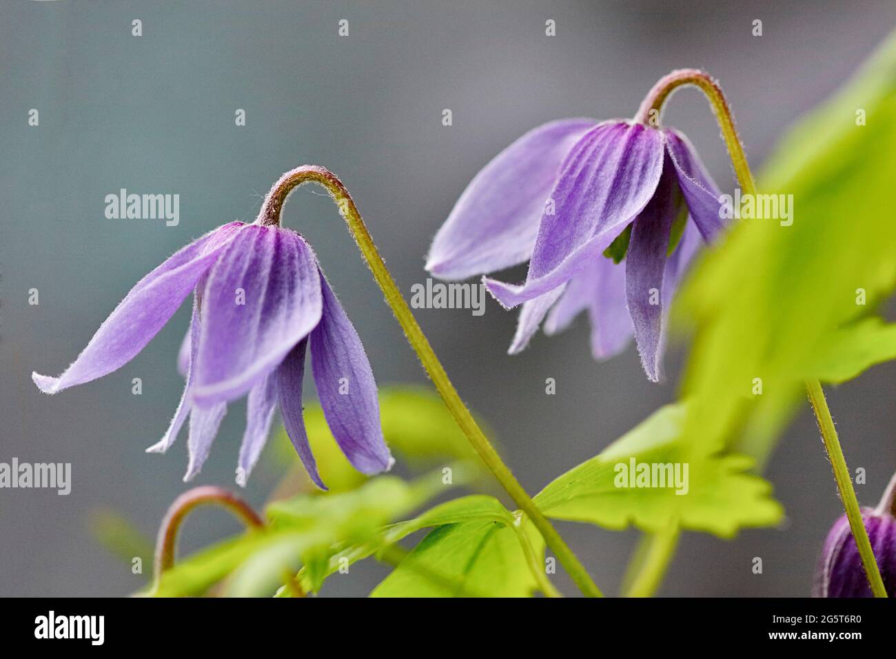 Blue native alpine clematis hi-res stock photography and images - Alamy