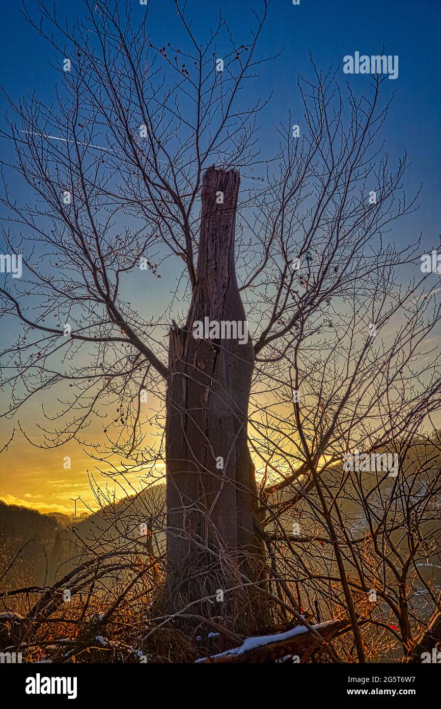 common beech (Fagus sylvatica), broken off beech in winter at sunset ...