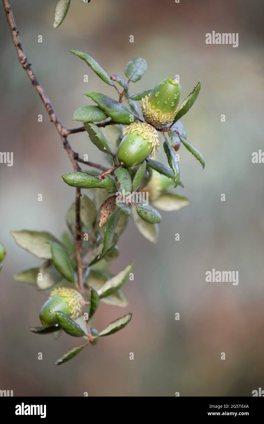 cork oak (Quercus suber), twig with acorns, Italy, Sardegna Stock Photo - Alamy