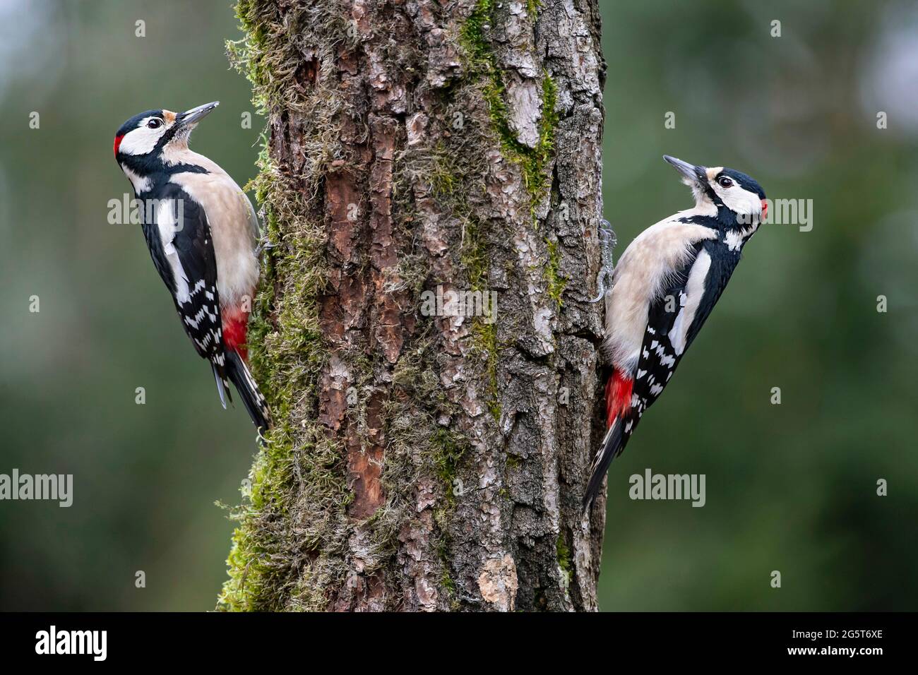 Two woodpeckers hi-res stock photography and images - Alamy