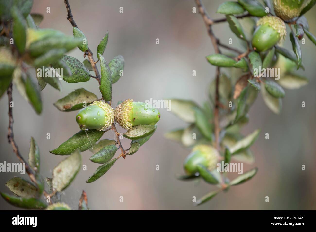 cork oak (Quercus suber), twigs with acorns, Italy, Sardegna Stock Photo - Alamy