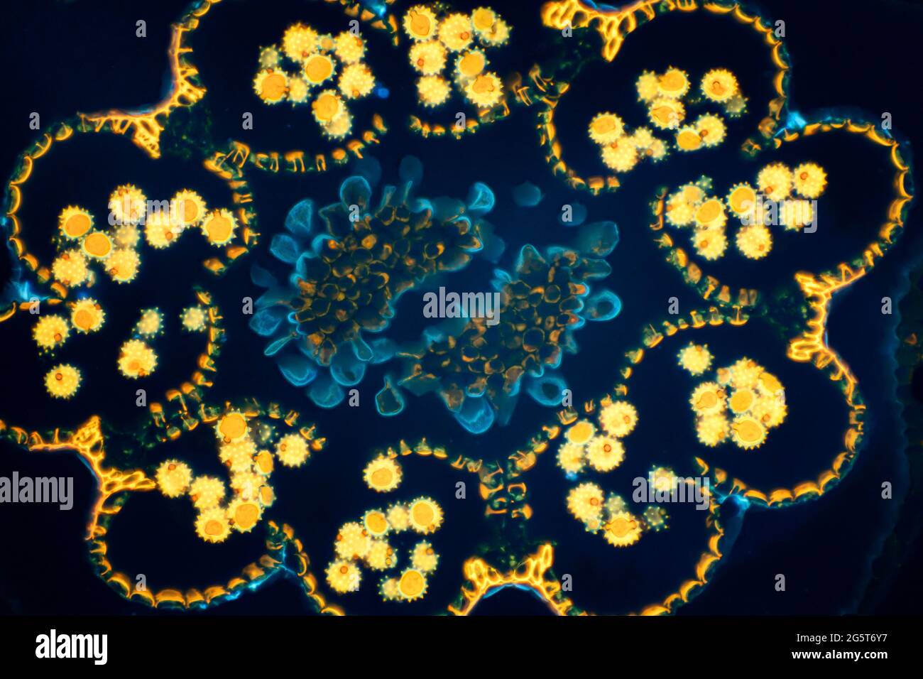 common daisy, lawn daisy, English daisy (Bellis perennis), cross ...