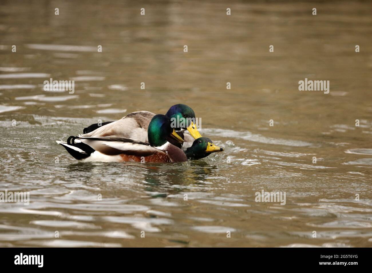 mallard (Anas platyrhynchos), Three fighting mallards in mating season ...
