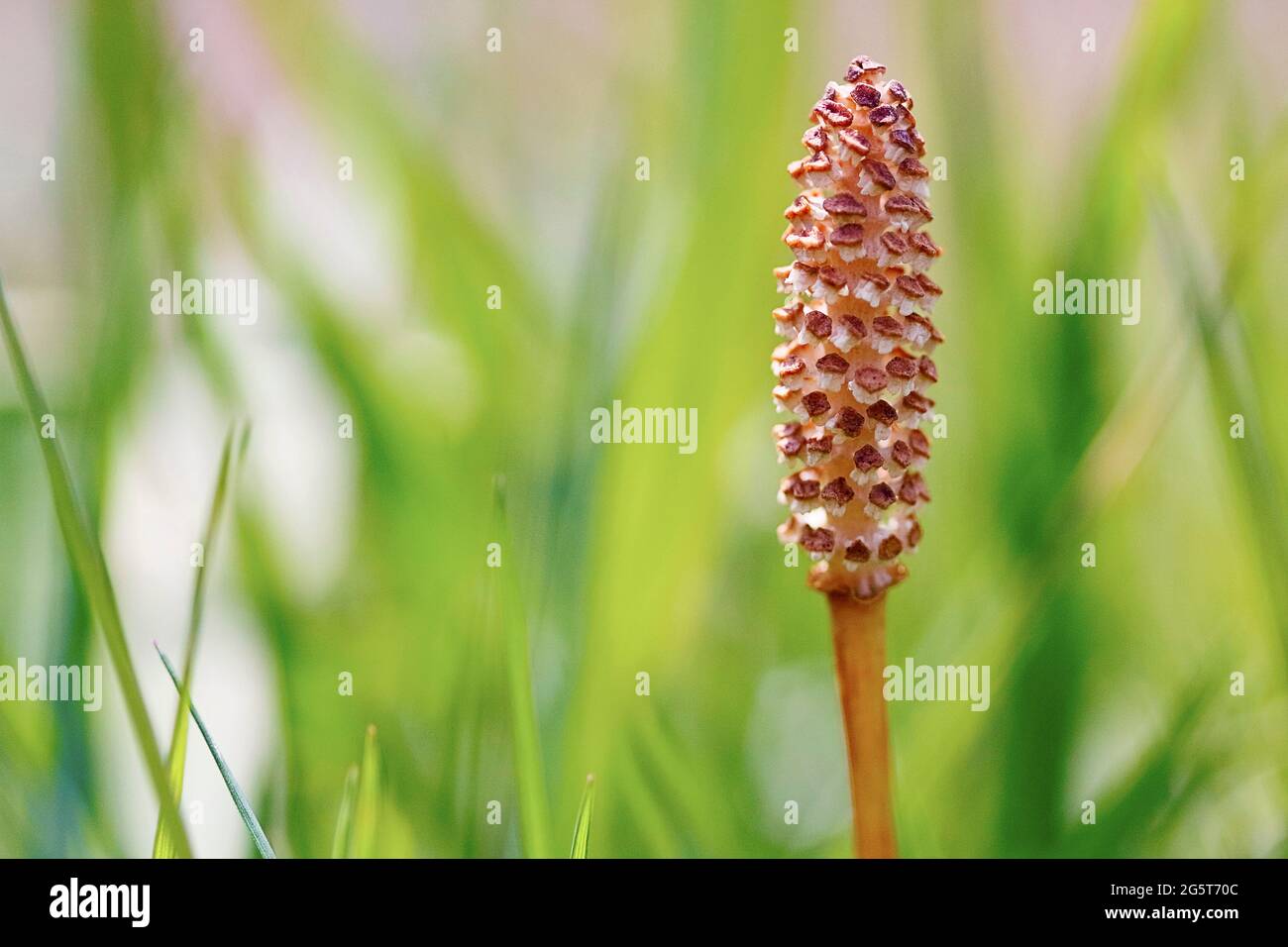 field horsetail (Equisetum arvense), strobilus, Germany Stock Photo - Alamy