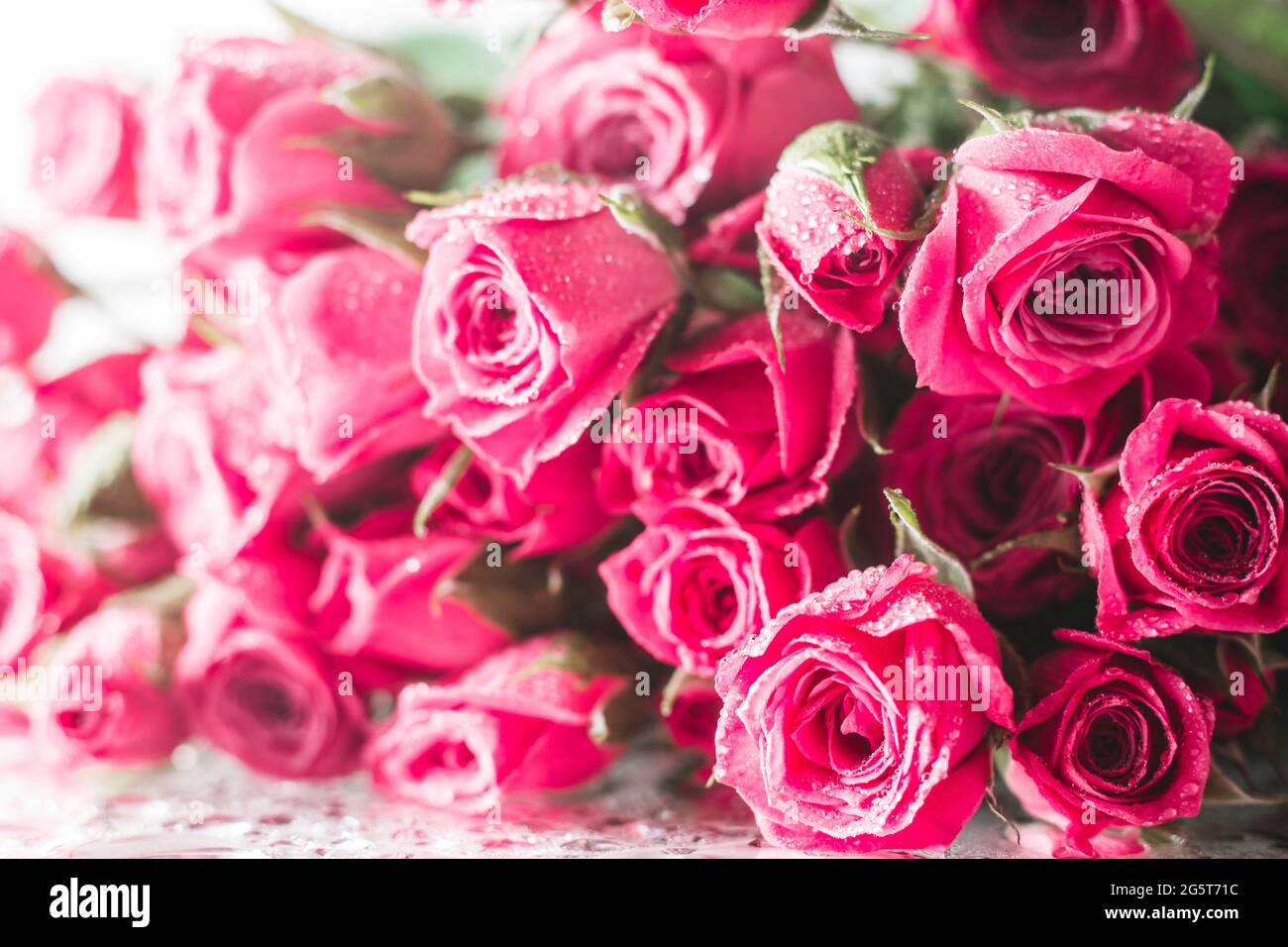Pink Rose With Water Drops Wallpaper