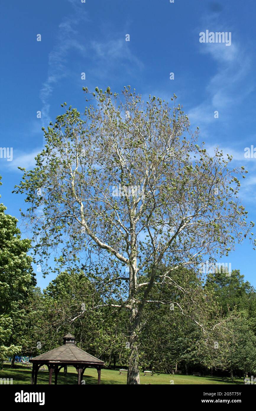 Lone Birch Tree Stock Photo - Alamy
