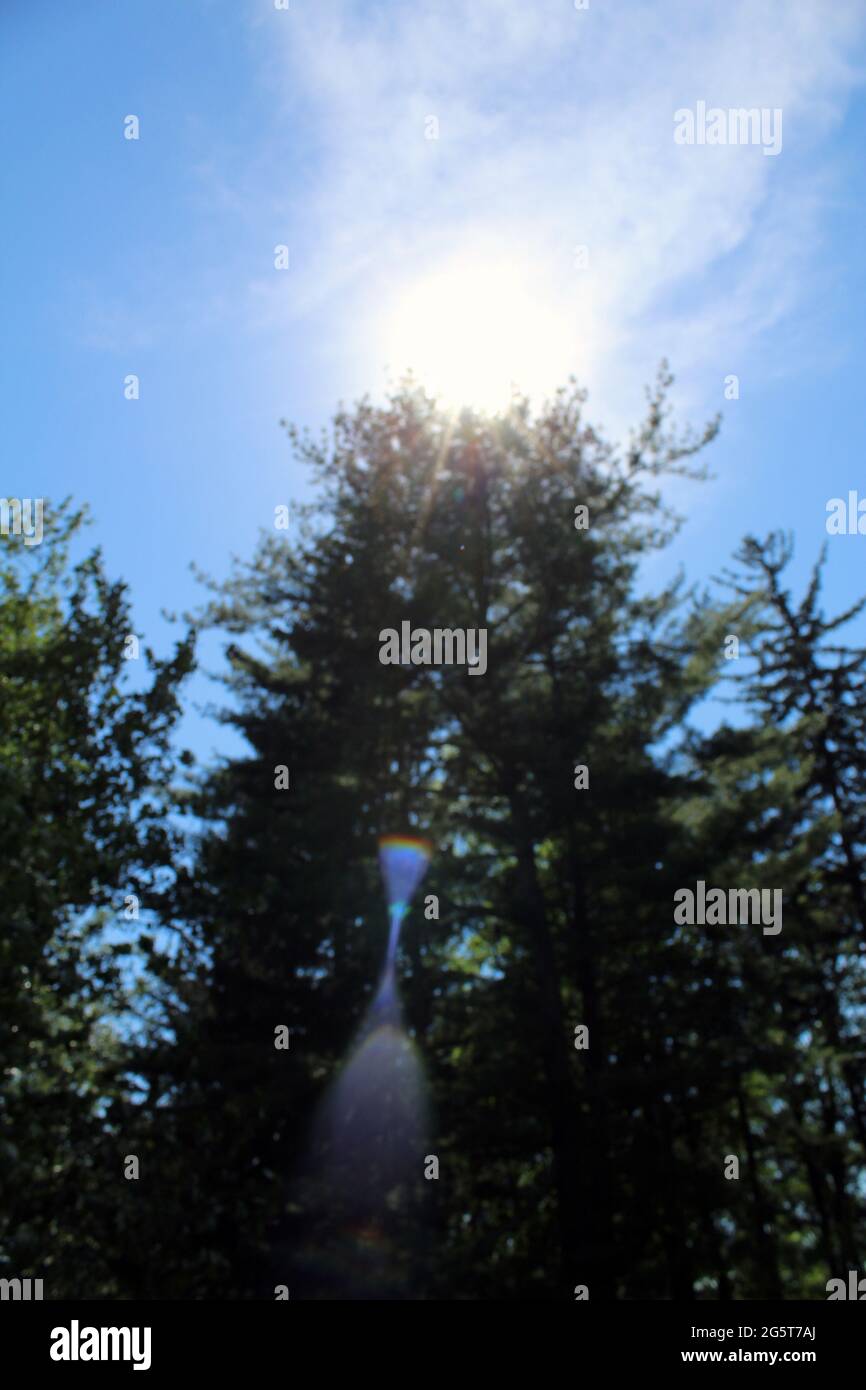 Sun on top of tree Stock Photo - Alamy