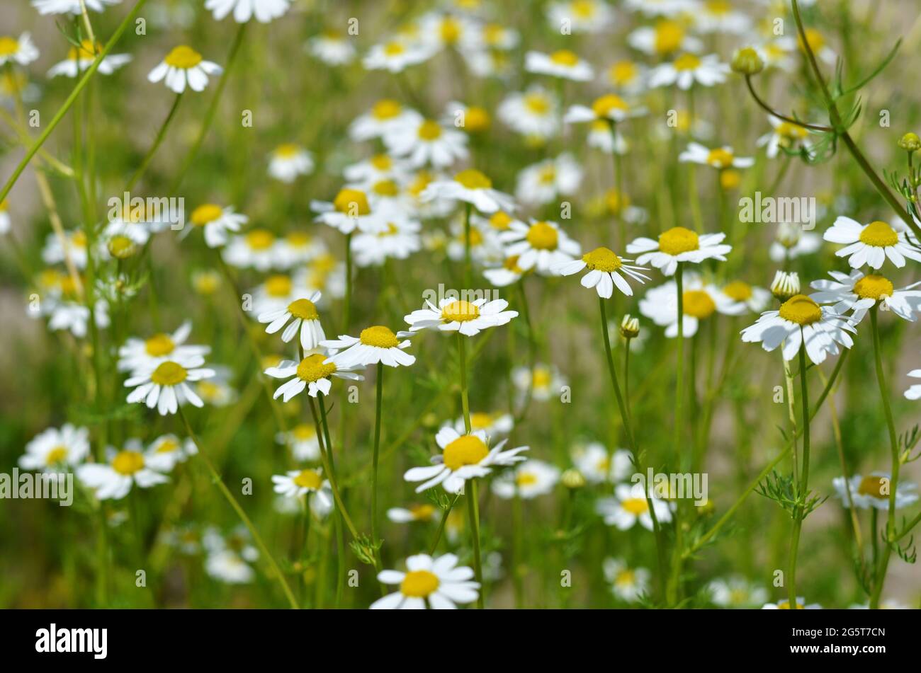 Matricaria recutita or Wild chamomile - valuable medicinal plant ...