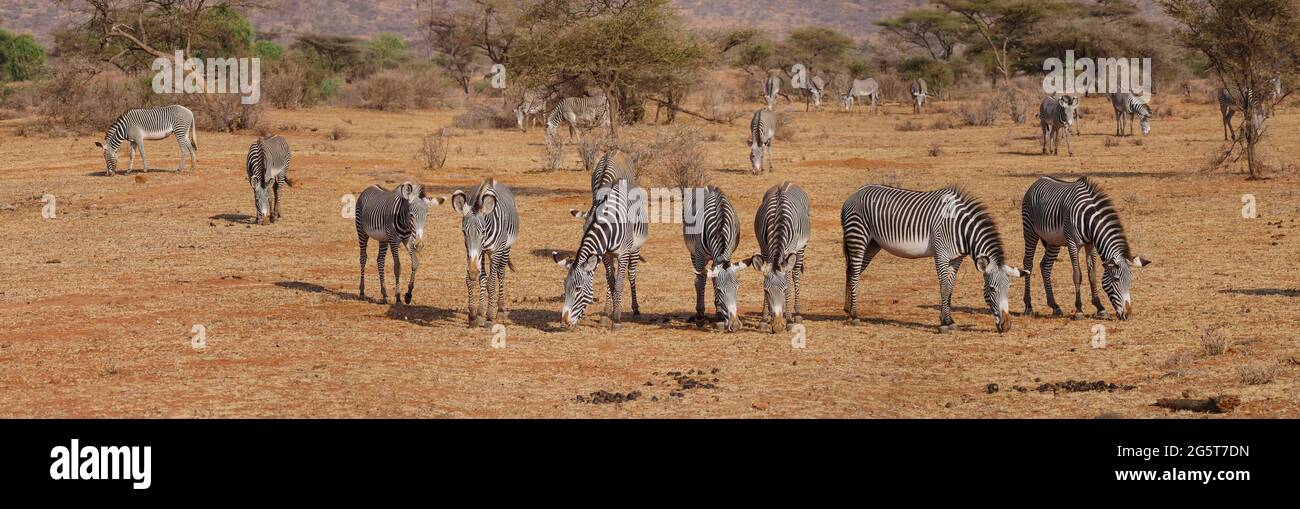 Zebra series hi-res stock photography and images - Alamy
