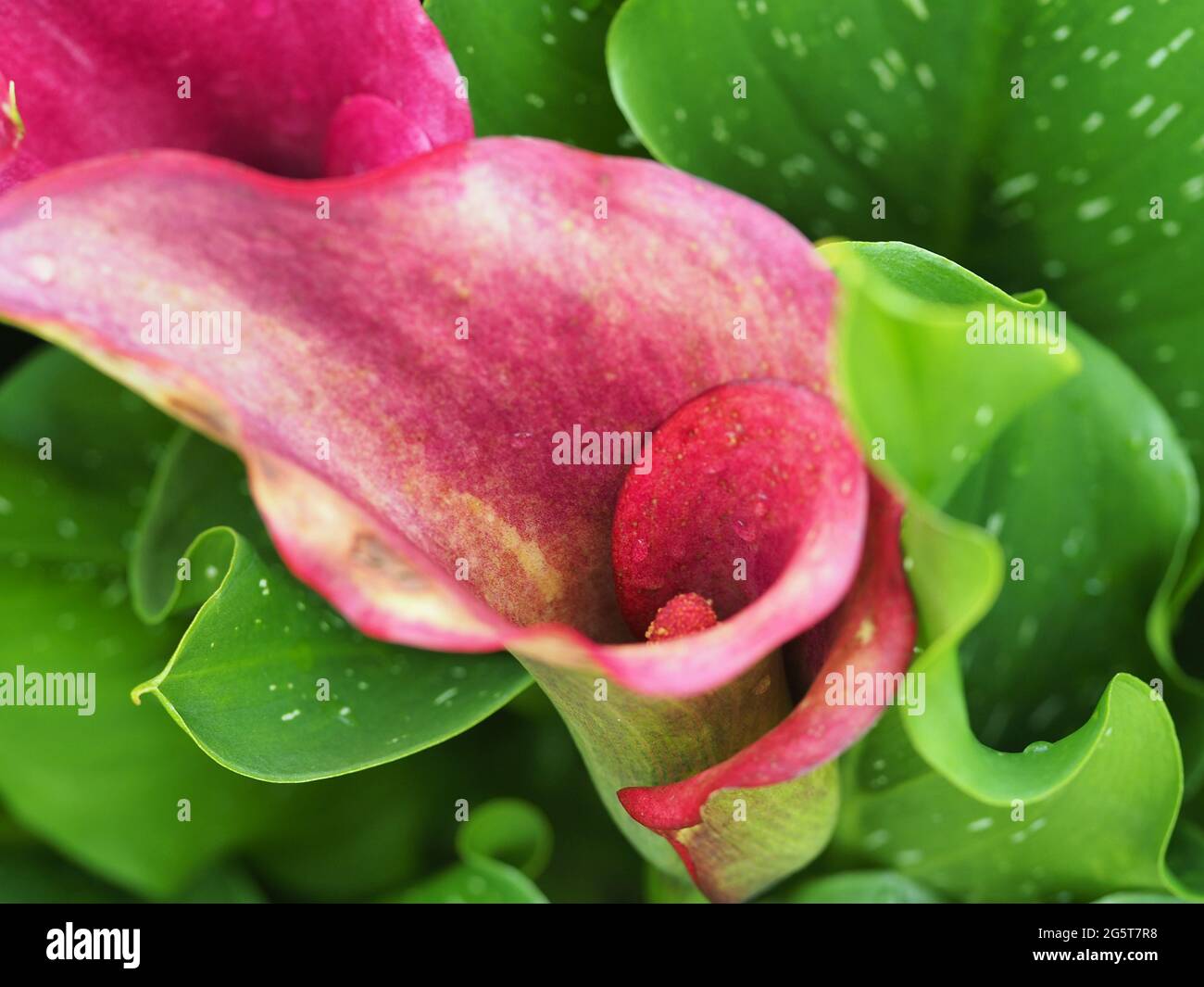 Closeup of Zantedeschia 'Red Charm' CALLA LILY Stock Photo - Alamy