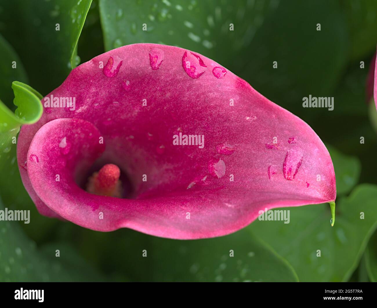 Calla red charm hi-res stock photography and images - Alamy