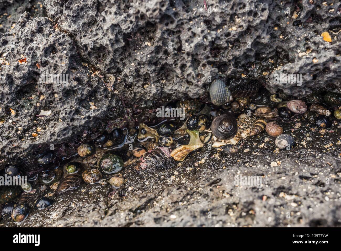 Small clams on basalt stones Stock Photo - Alamy