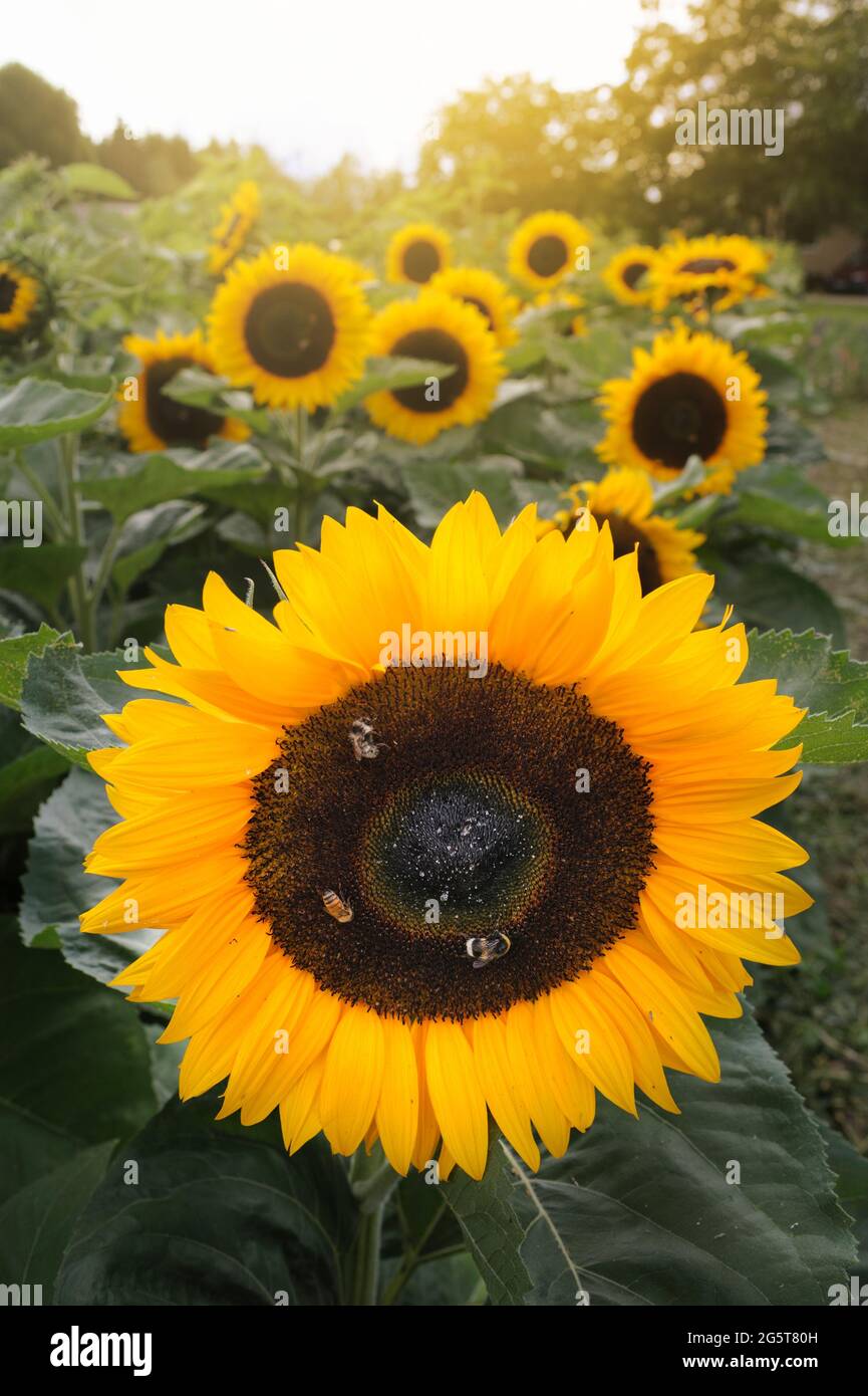 Sunflower field sunrise sunflowers hi-res stock photography and images ...