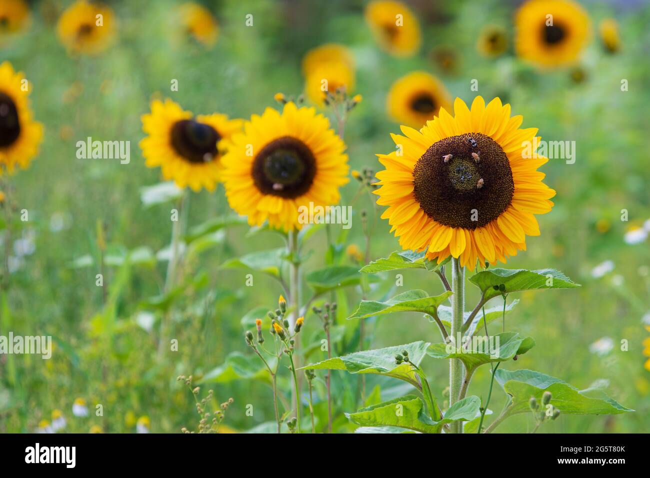 Sunflower field blooming sunflowers plantation hi-res stock photography ...
