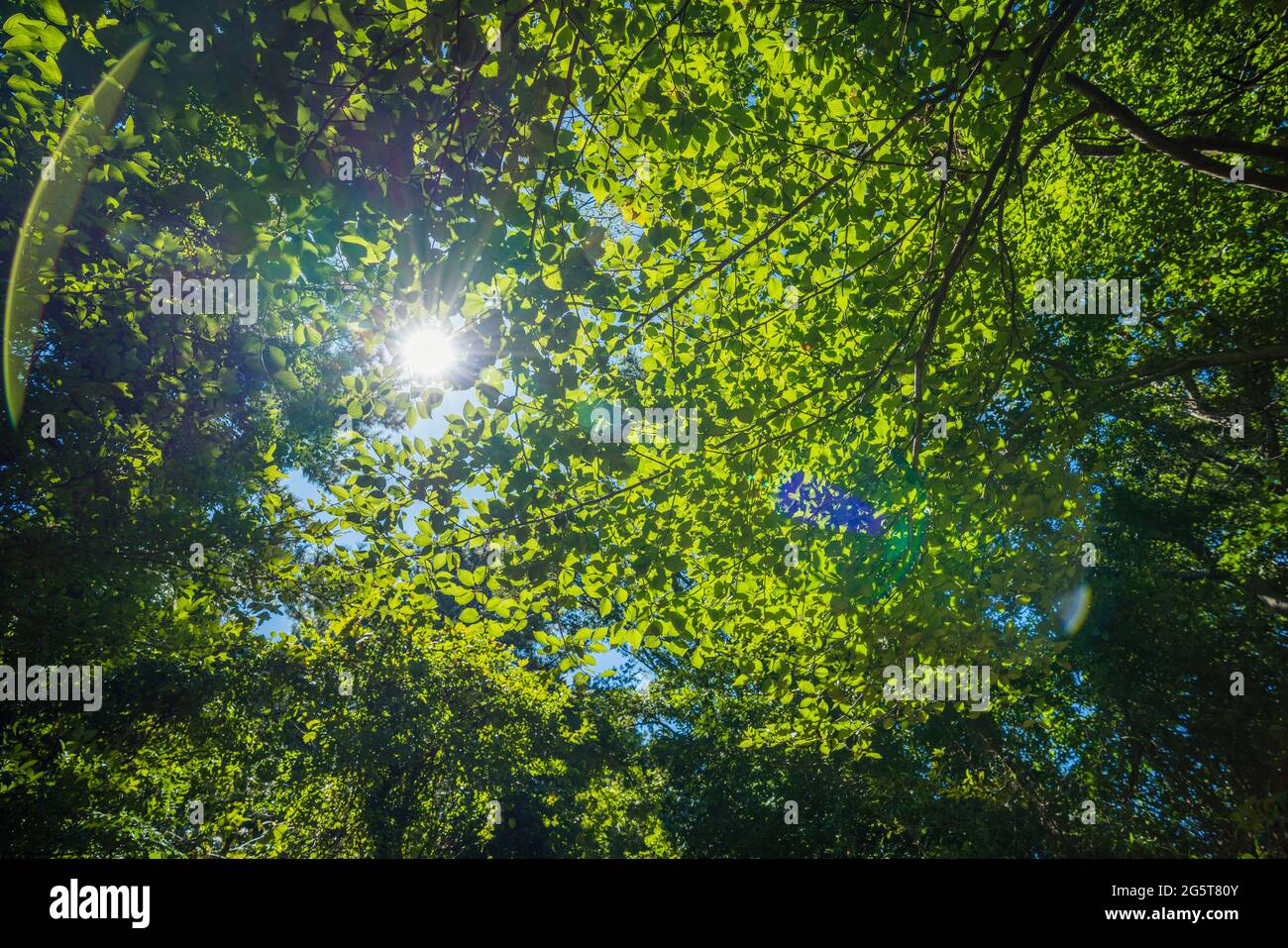 Sunlight shines through leaves branches hi-res stock photography and ...
