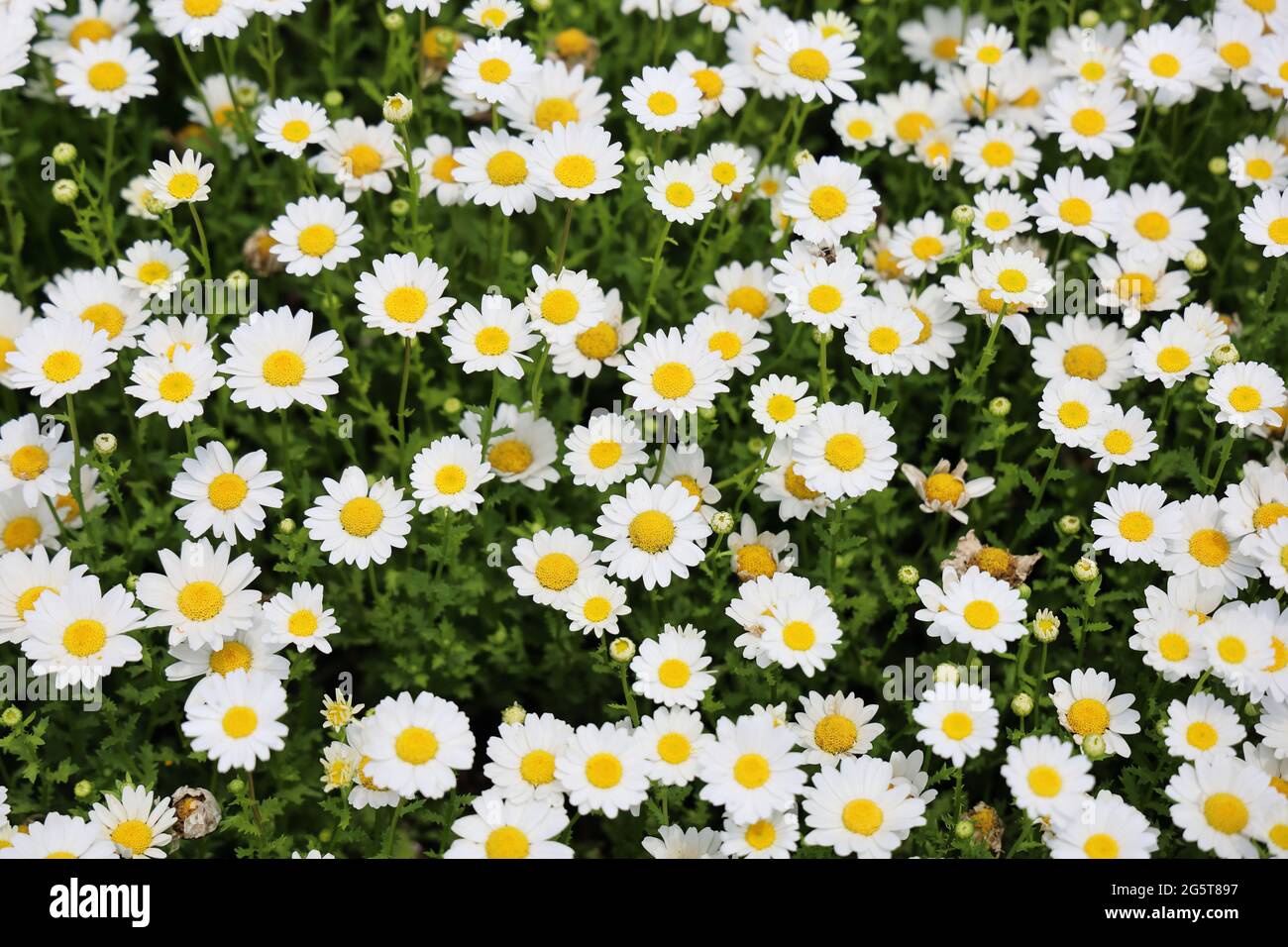 Daises summer white background hi-res stock photography and images - Alamy