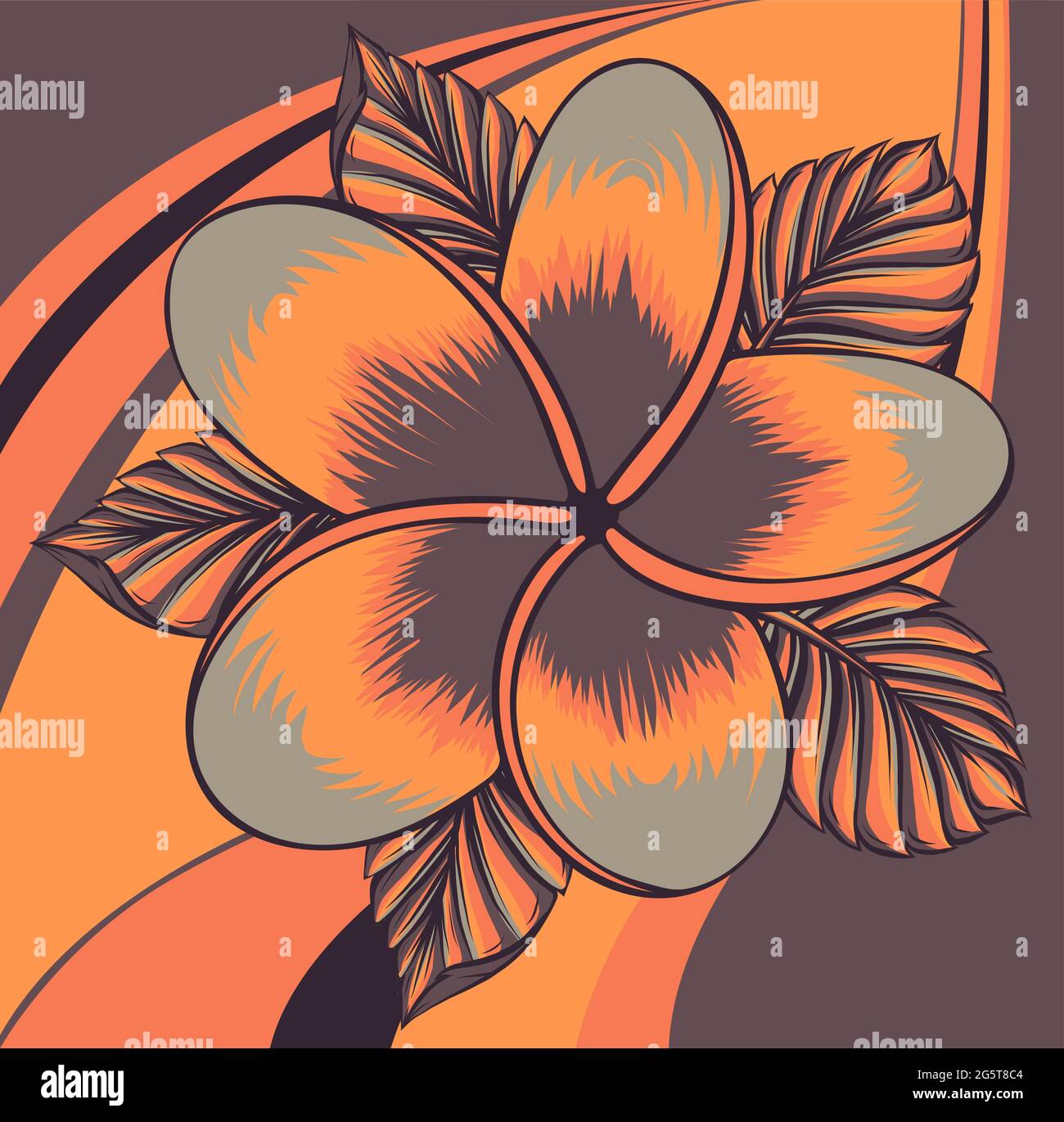 vector illustration of frangipani flower isolated on white Stock Vector ...