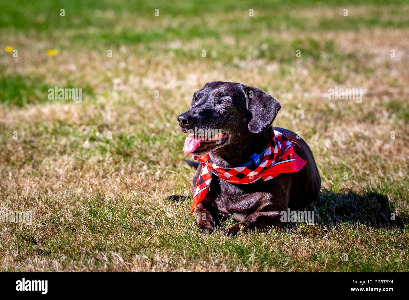An old dog wearing a red bandana rests in a park and enjoys lying on ...