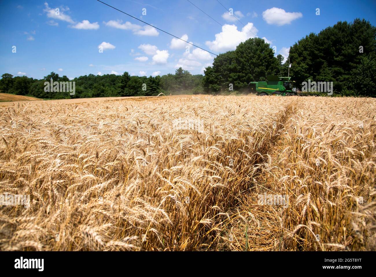 Wheat usa kentucky field hi-res stock photography and images - Alamy