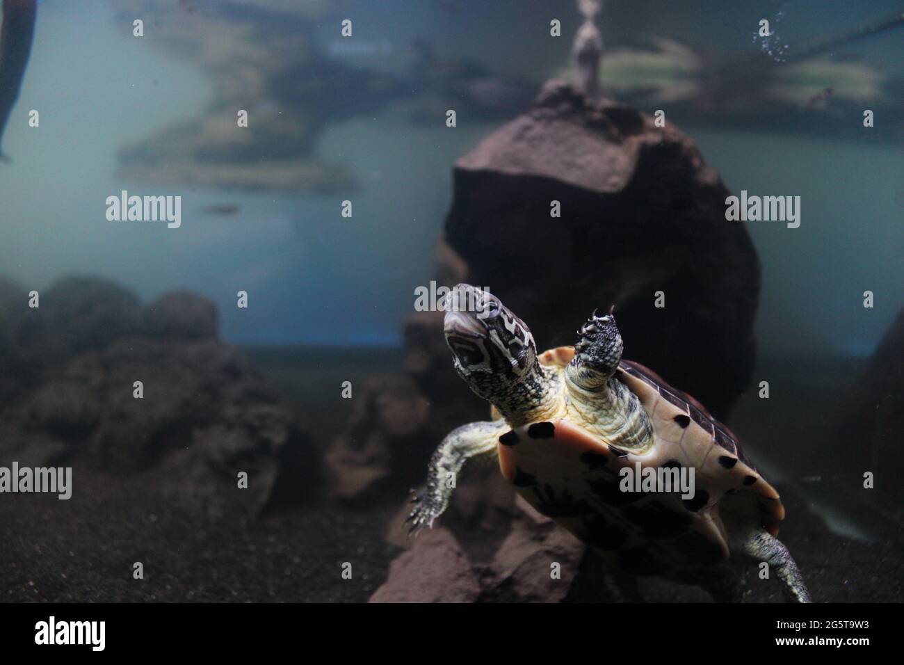 Reeves Turtle Exploring Stock Photo - Alamy