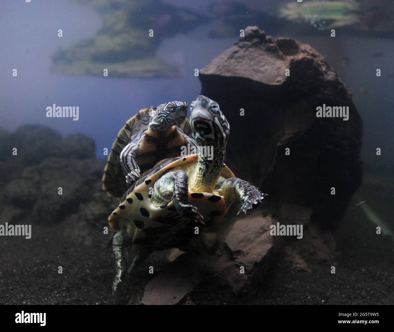 Cagle's Map Turtle and Reeves Turtles Playing Stock Photo - Alamy