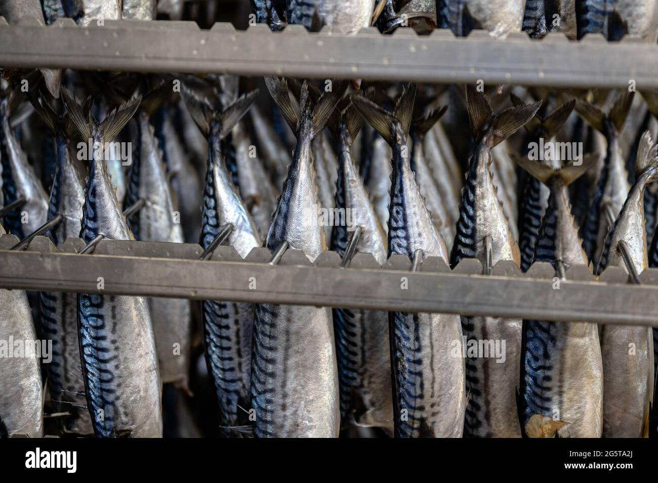 Mackerel carcasses hang in a special metal container Stock Photo - Alamy