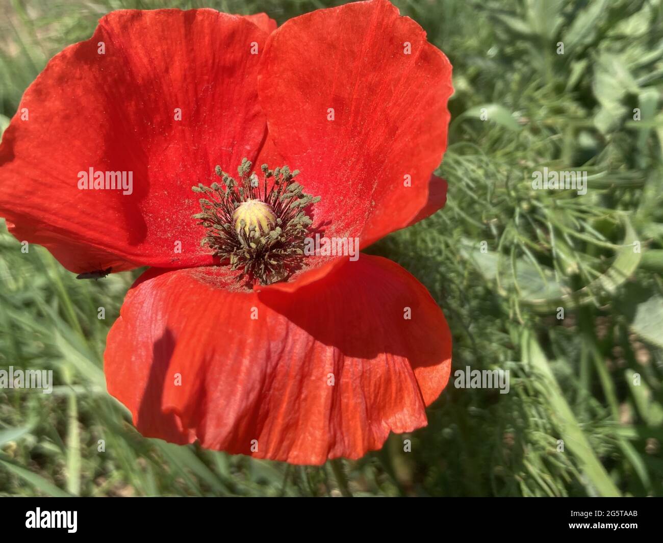 Blooming red corn poppy flower in the gar Stock Photo - Alamy