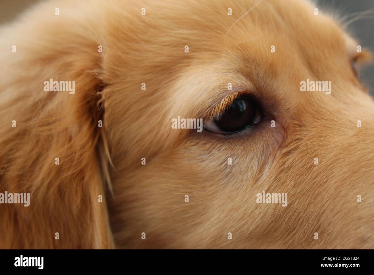 Golder retriever puppy hi-res stock photography and images - Alamy