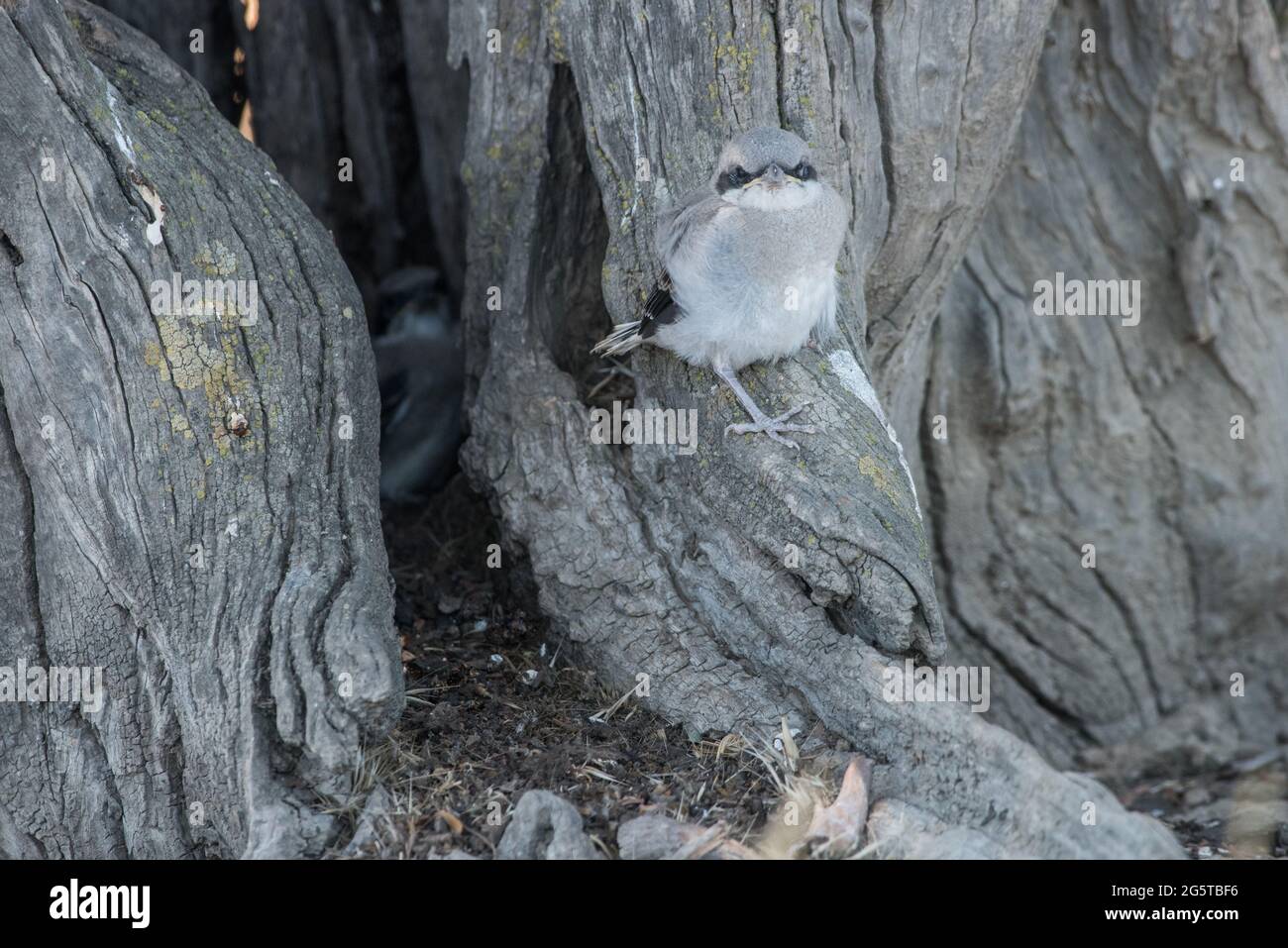 Loggerhead shrike butcher bird hi-res stock photography and images - Alamy