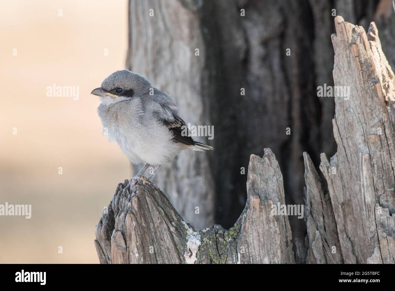 A fledgling juvenile loggerhead shrike (Lanius ludovicianus ...