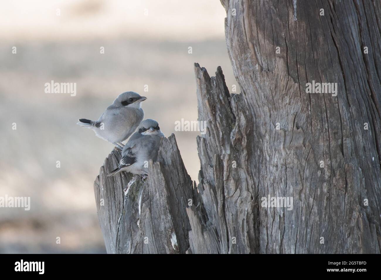 A fledgling juvenile loggerhead shrike (Lanius ludovicianus ...