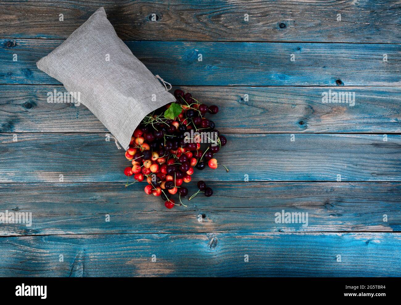 Freshly picked organic mixed cherries spilling out of burlap bag on to ...