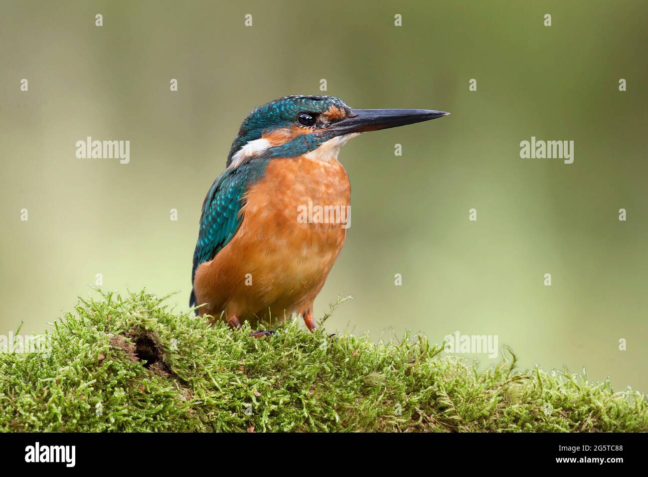 Jungle perch hi-res stock photography and images - Alamy