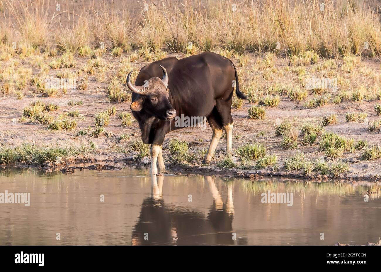 Indian Bison also known as Gaur in the forest of Tadoba in West India ...