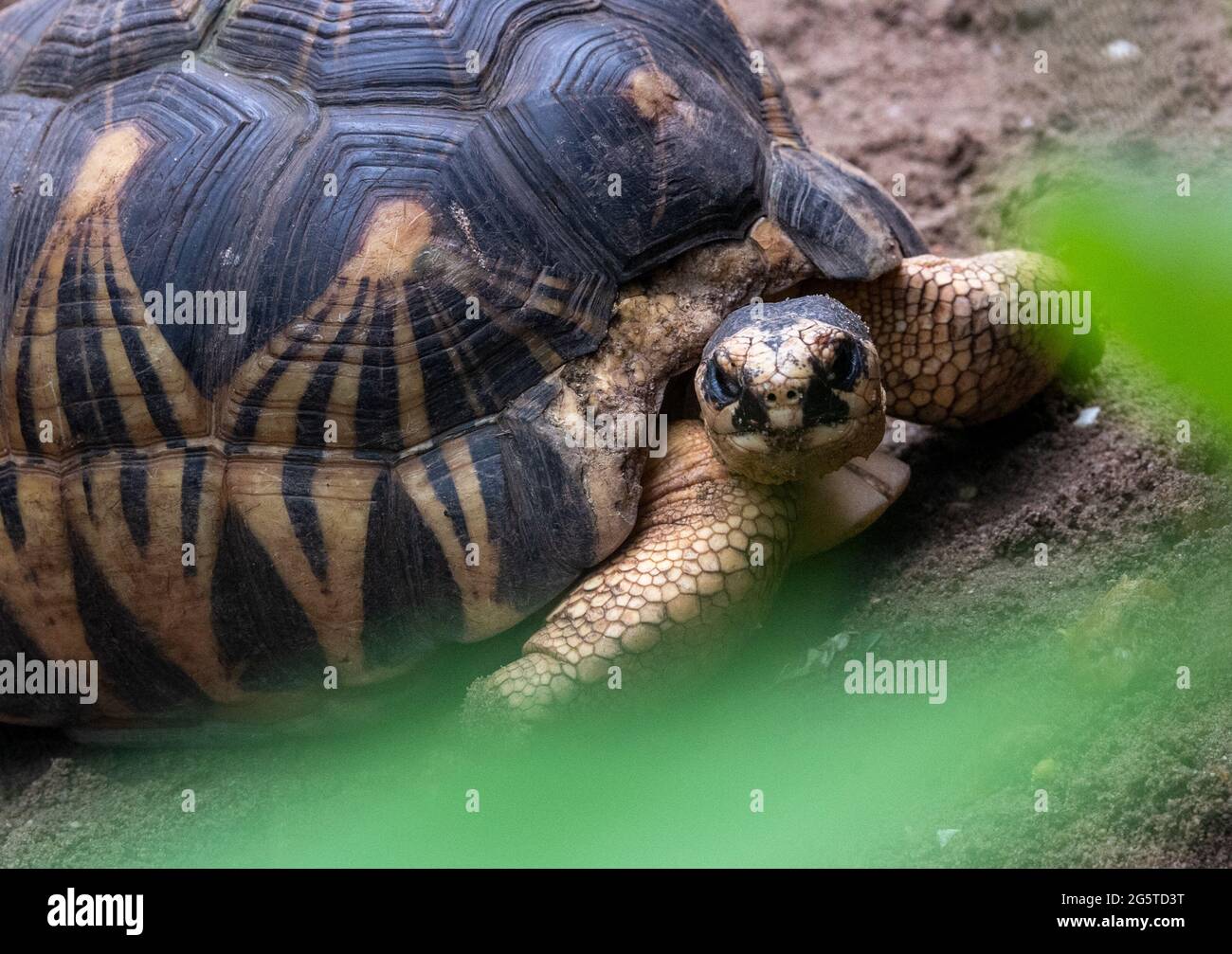 Rainforest tropical africa turtle hi-res stock photography and images ...
