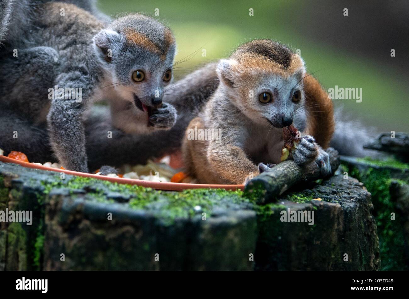 New species madagascar hi-res stock photography and images - Alamy