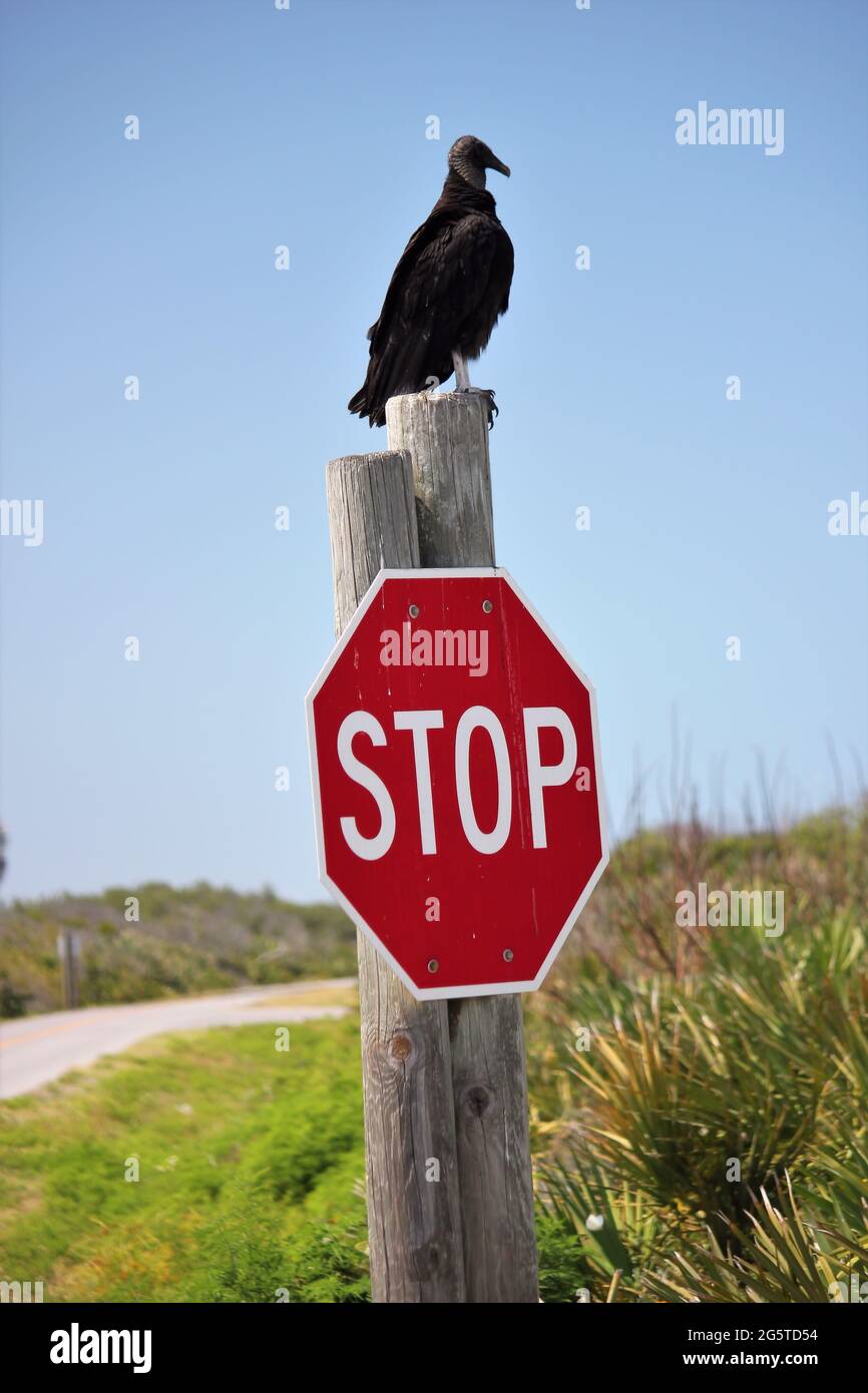 Stop sign close up hi-res stock photography and images - Alamy