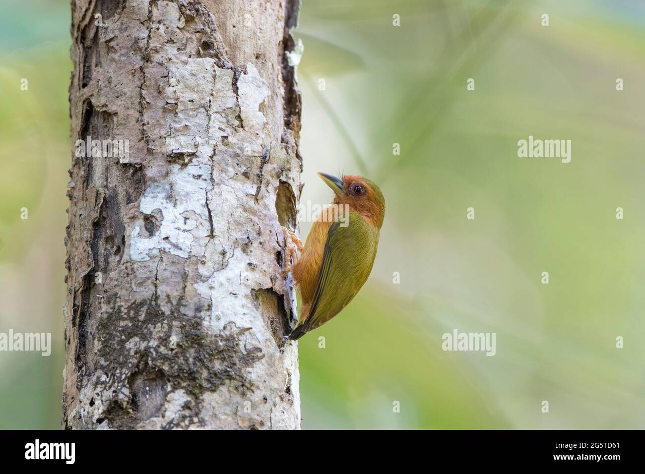 Piculet hi-res stock photography and images - Alamy