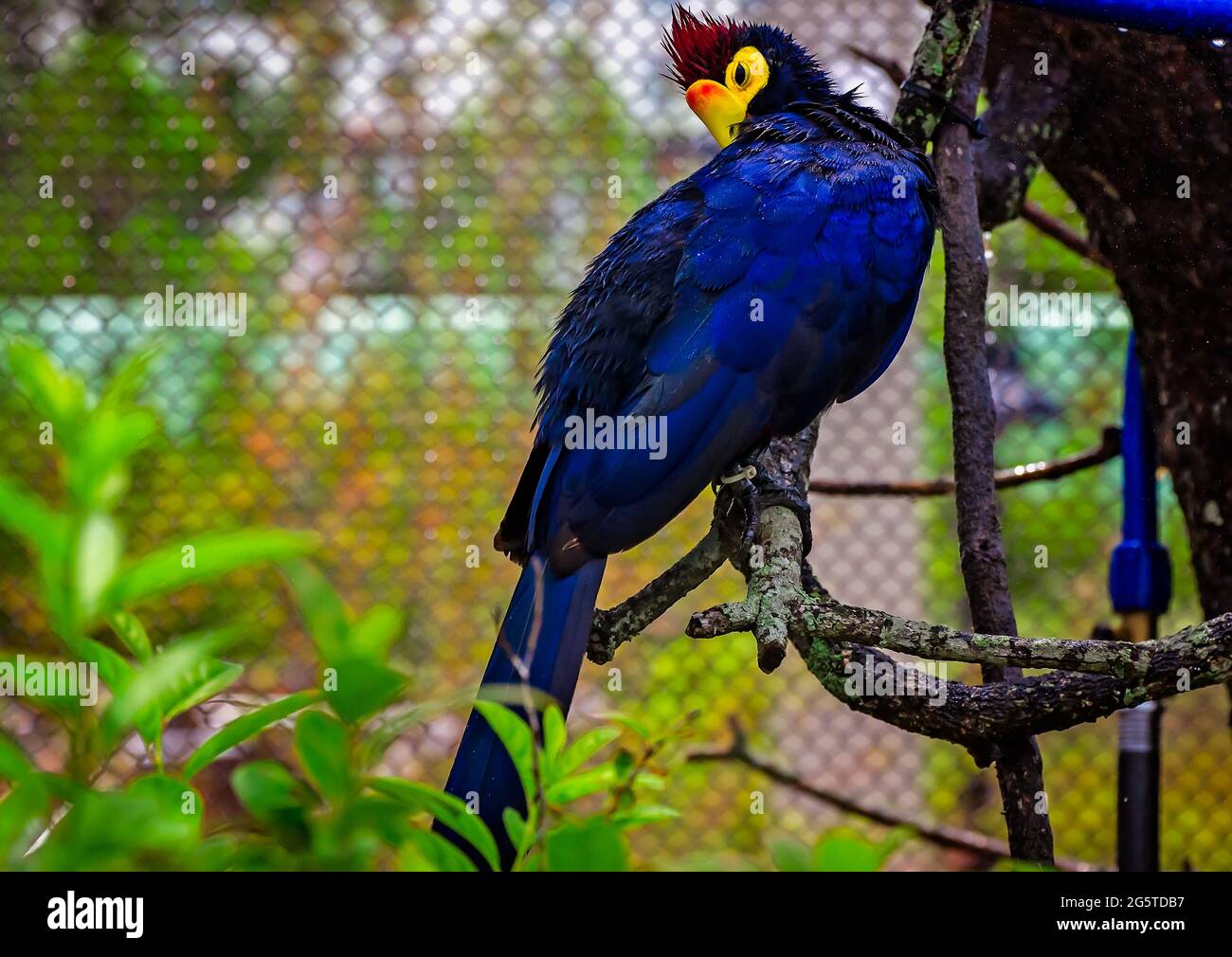 Lady Rosss Turaco High Resolution Stock Photography and Images - Alamy