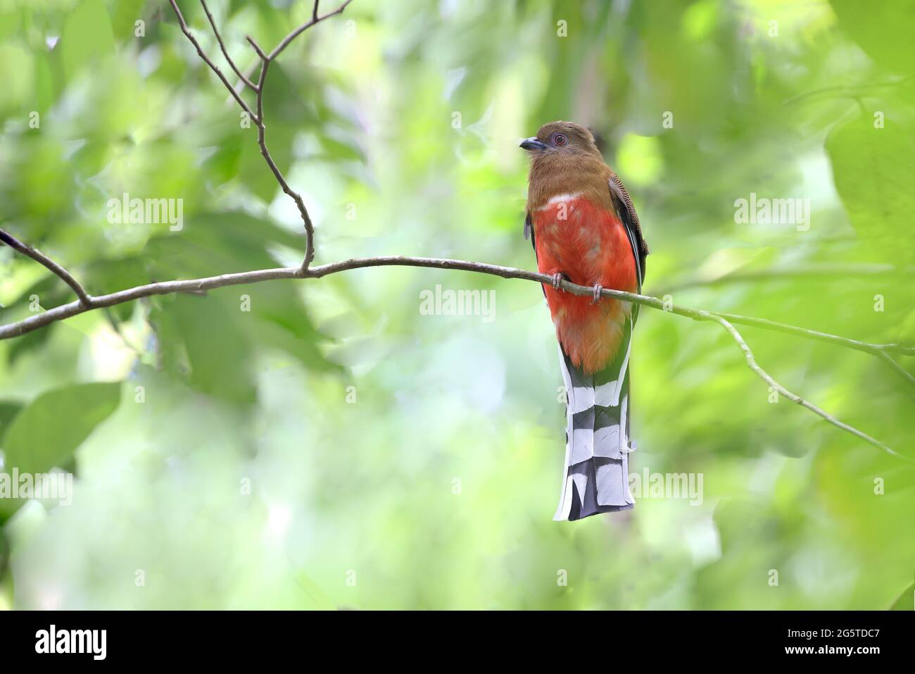 a beautiful red headed trogon showing its beauty Stock Photo - Alamy