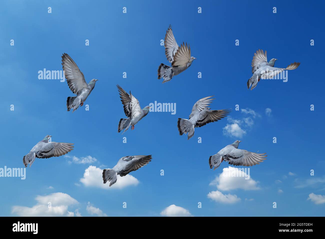 Movement Scene of Group of Rock Pigeons Flying in The Air Isolated on ...