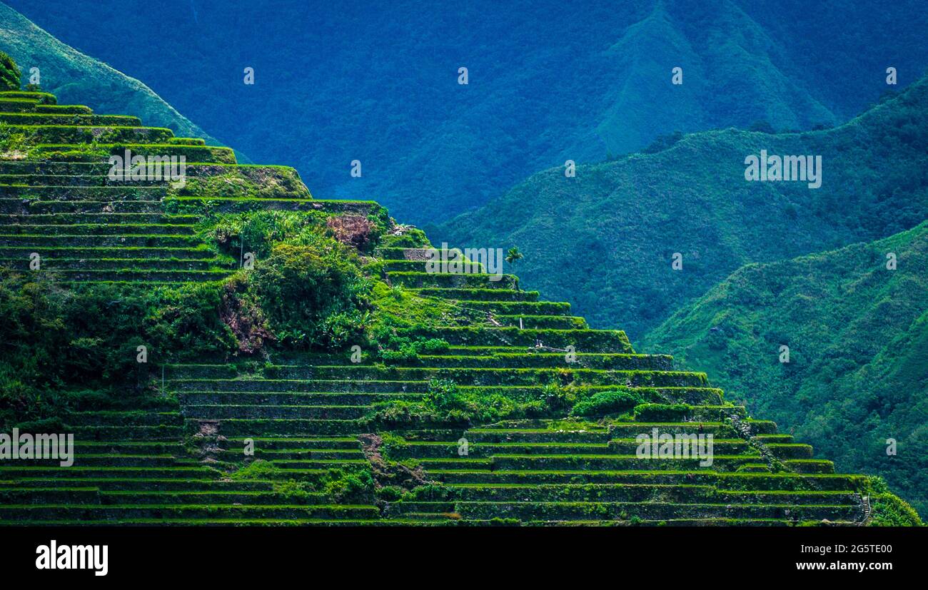 Greenview field of the magnificent Rice Terraces Stock Photo - Alamy