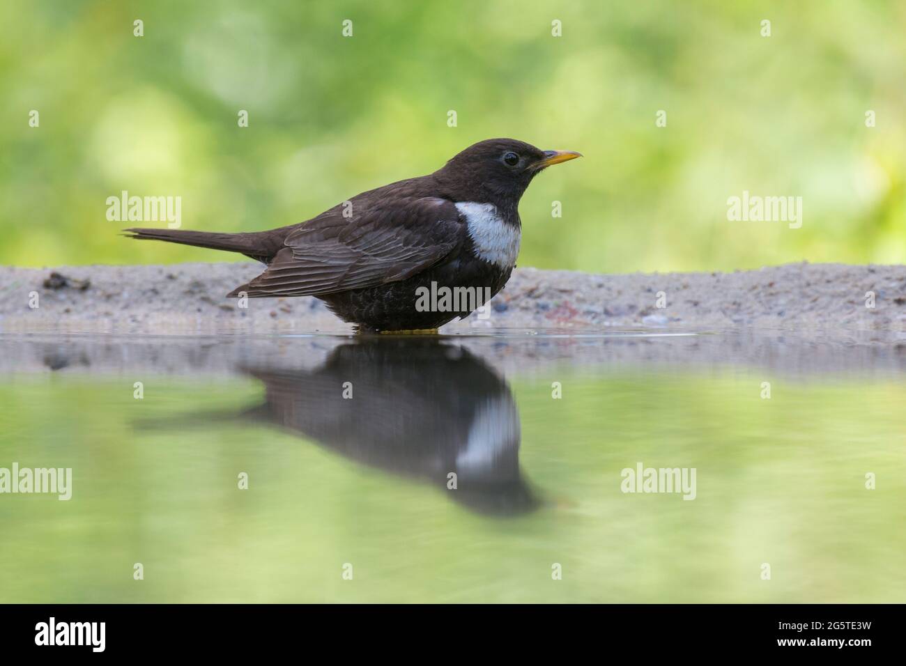 Ouzel bird hi-res stock photography and images - Alamy
