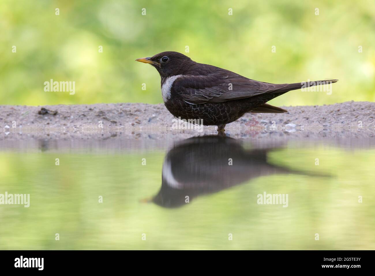 Ouzel bird hi-res stock photography and images - Alamy