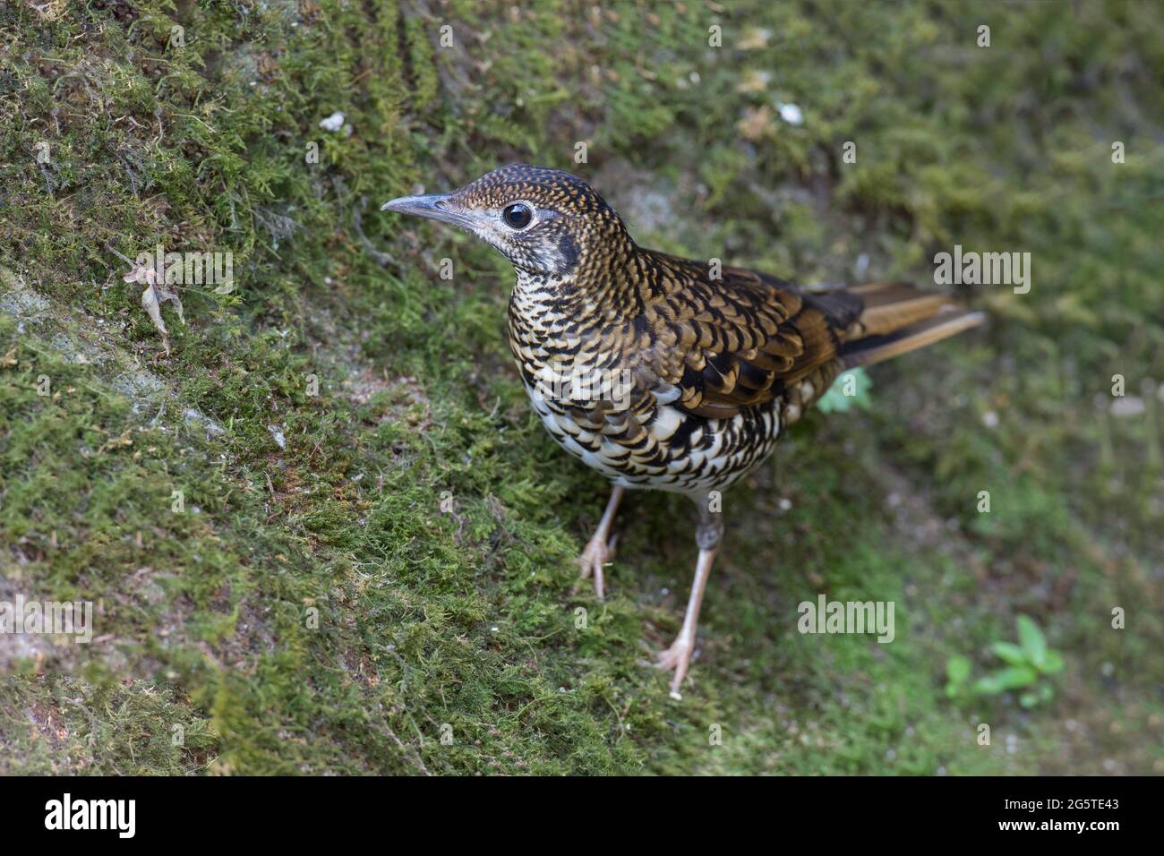 a stunning scaly thrush showing its beauty Stock Photo - Alamy